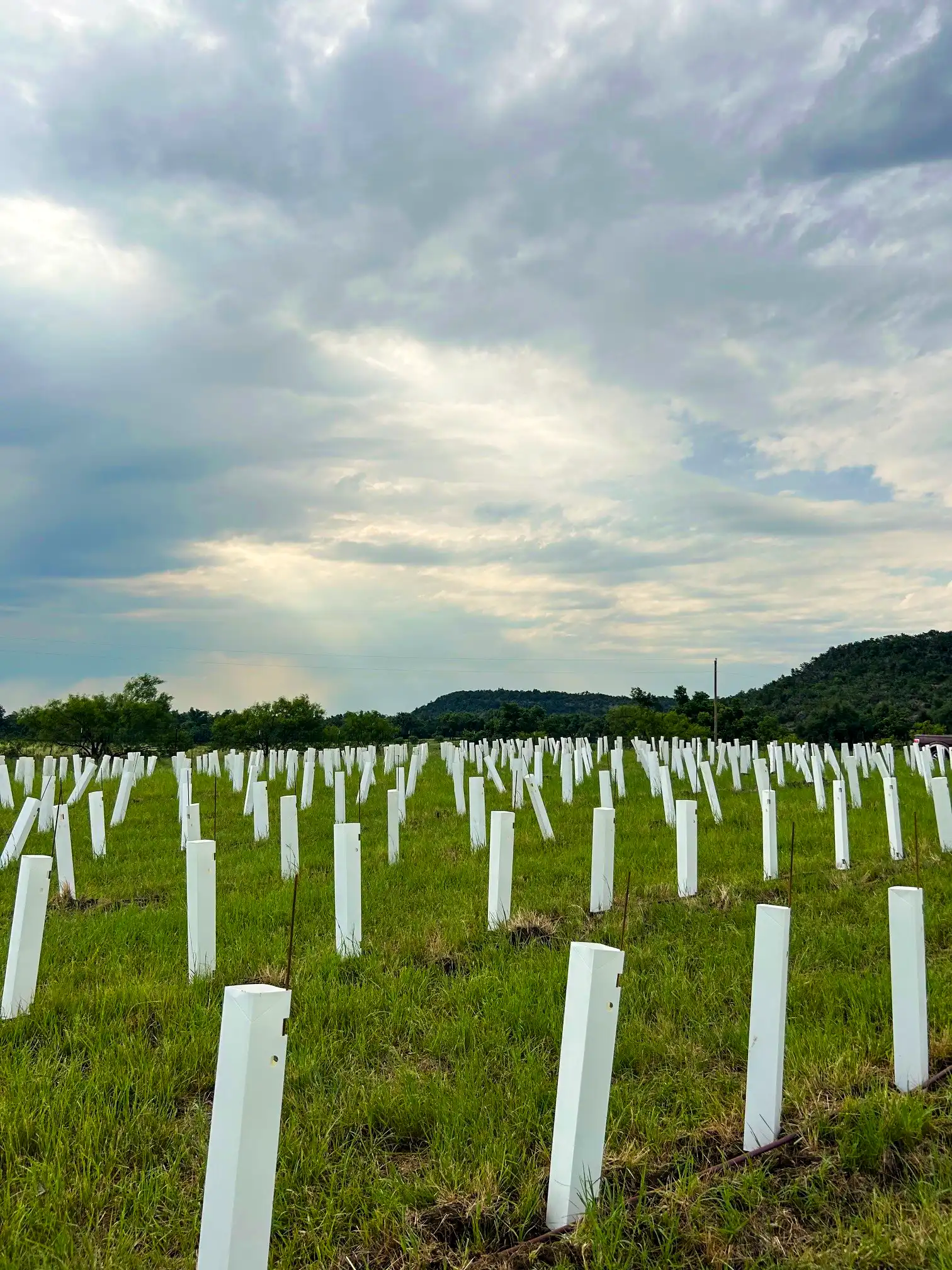 Viticulture Certificate Program - Schreiner University